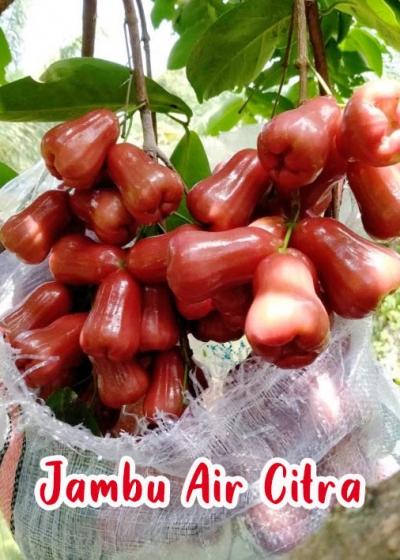 Jual Bibit Jambu Air Citra Merah - Jambu Manis Tanpa Biji