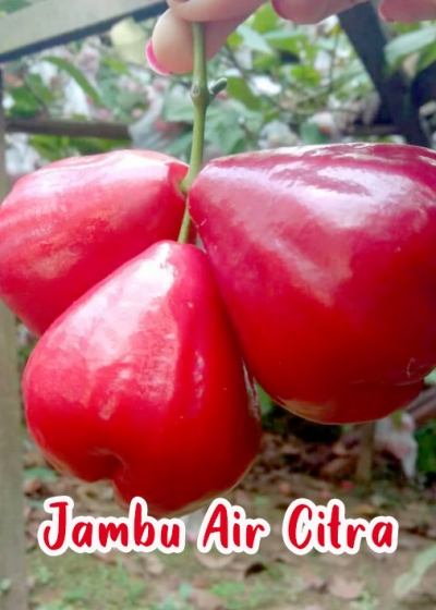 Jual Bibit Jambu Air Citra Merah - Jambu Manis Tanpa Biji