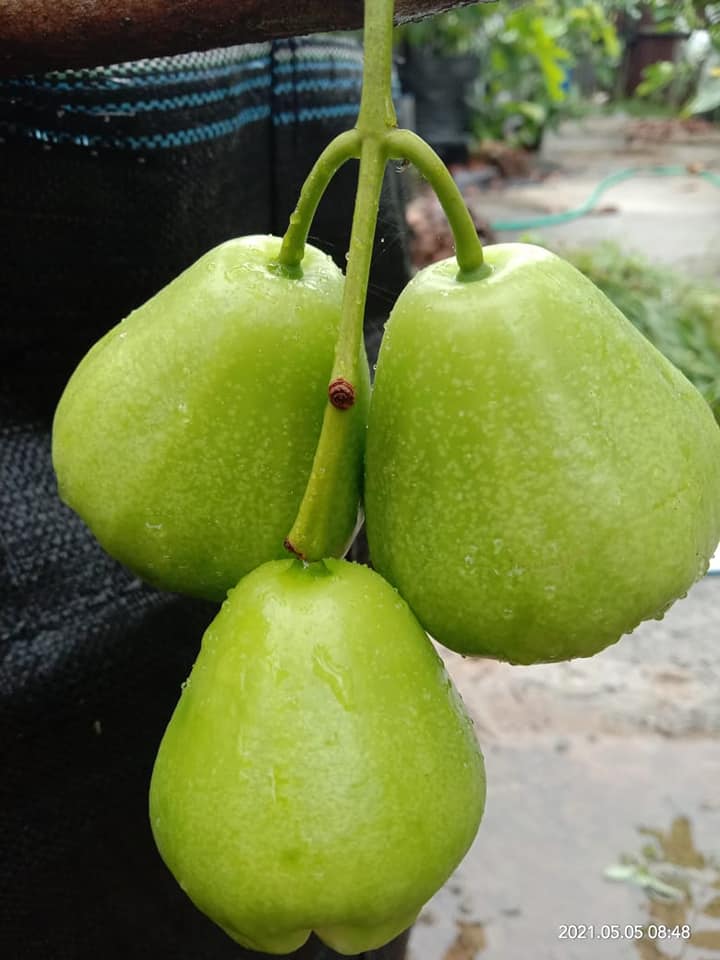 Jual Bibit Jambu Air Cincalo - Jambu Air Manis Tanpa Biji