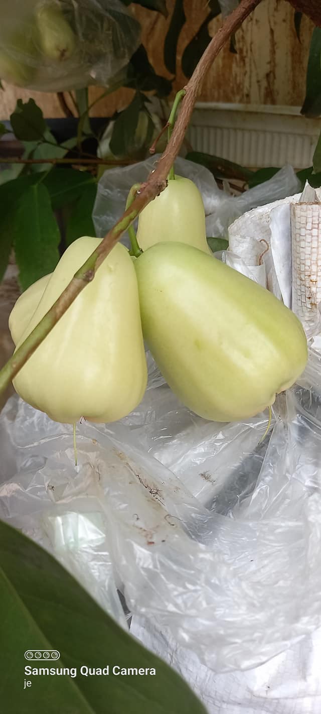 Jual Bibit Jambu Air Cincalo - Jambu Air Manis Tanpa Biji