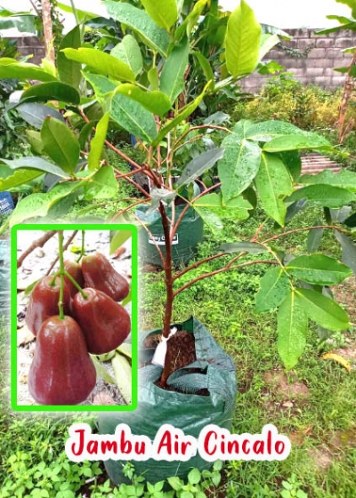 Jual Bibit Jambu Air Cincalo - Jambu Air Manis Tanpa Biji